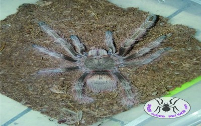 Home | Spider Lover Pet Shop, Tarantula Bandung