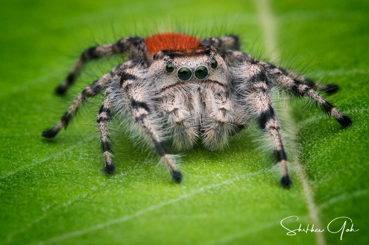 Phidippus Adumbratus (Jumping Spider) | Spider Lover Pet Shop ...