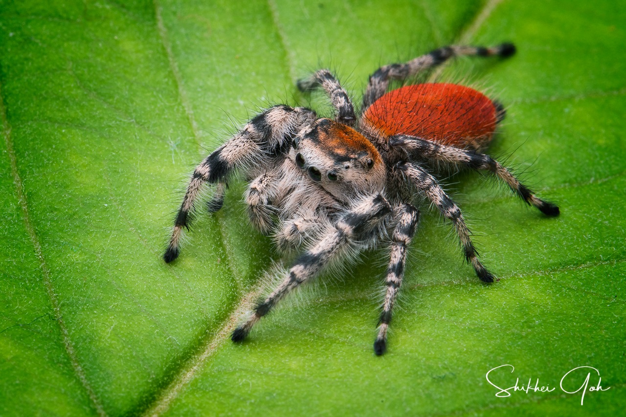 Phidippus Adumbratus (Jumping Spider) | Spider Lover Pet Shop ...